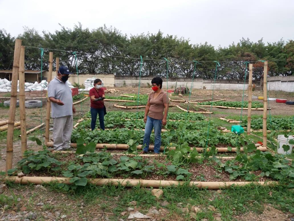 En Guayaquil retoma el programa Huertos orgánicos - Ecuador en Directo